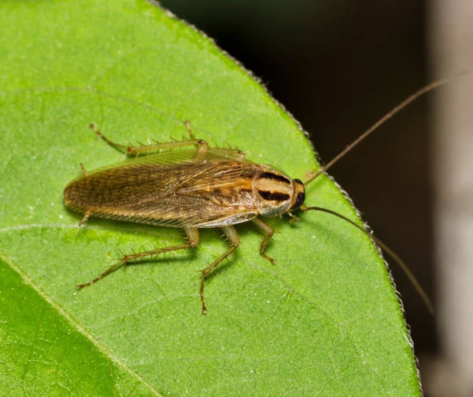 Cockroach Exterminator in Newtown Square, PA